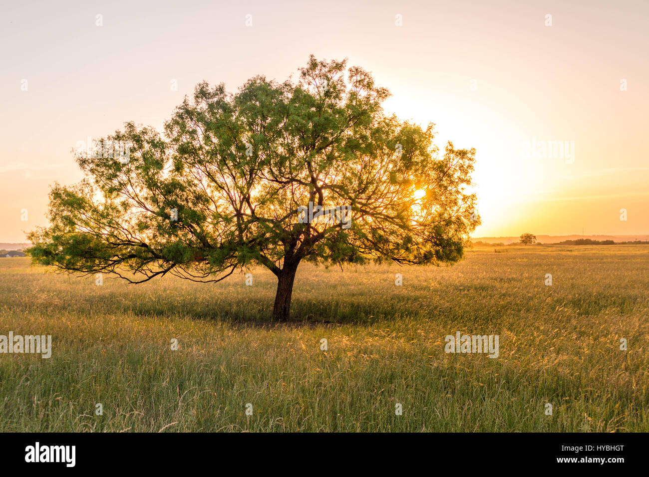 Sun through tall tree hi-res stock photography and images - Alamy