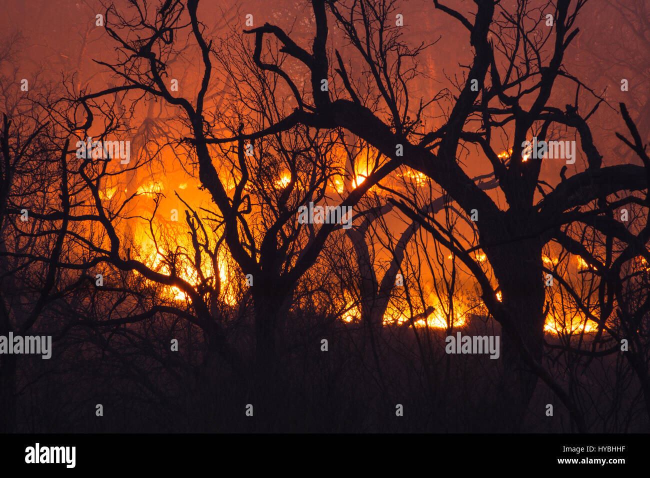 Burning wood in forest hi-res stock photography and images - Alamy