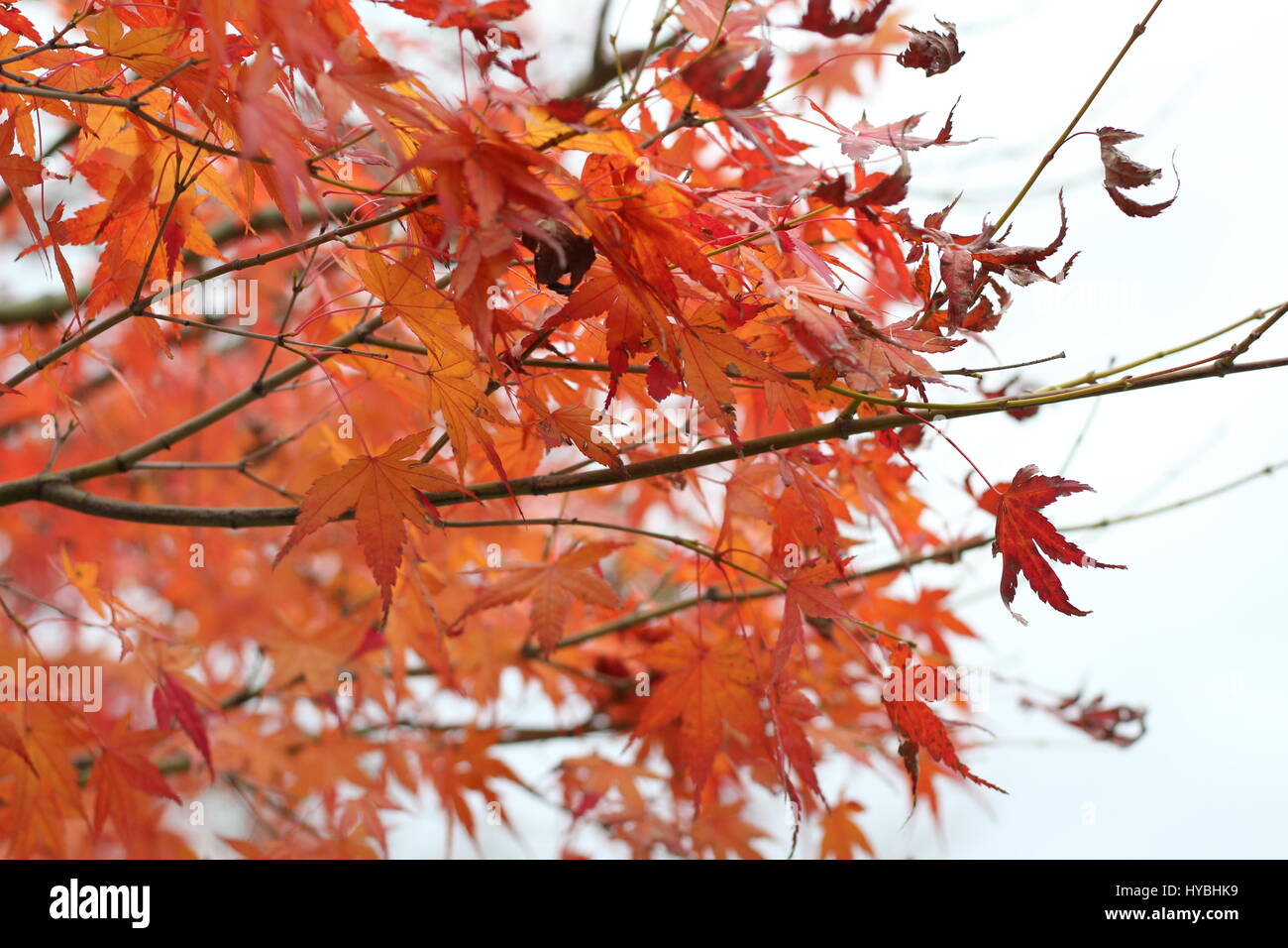 Autumn yellow leaves sway in hi-res stock photography and images - Alamy