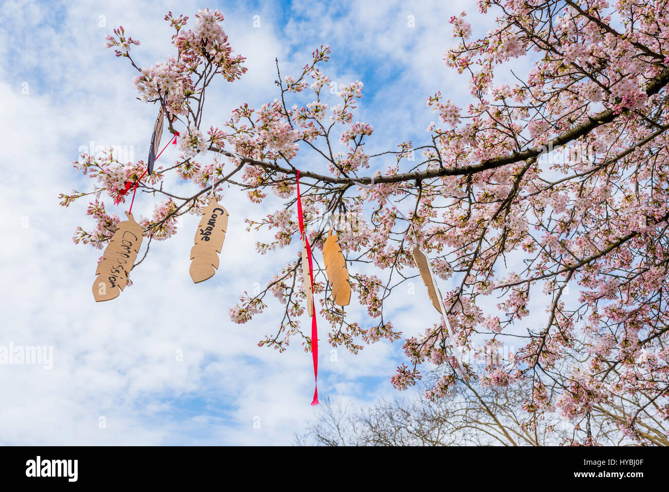 Cherry Blossom Tree Branches Dying