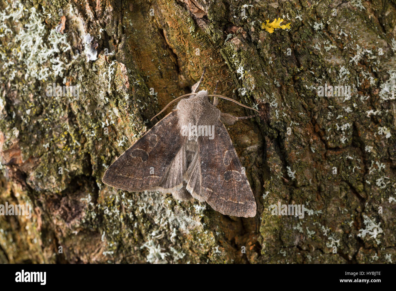 Variable Kätzcheneule, Violettgraue Frühlingseule, Orthosia incerta ...