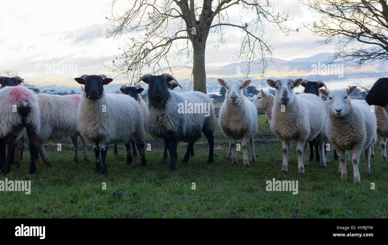 Lambs wool lined hi-res stock photography and images - Alamy