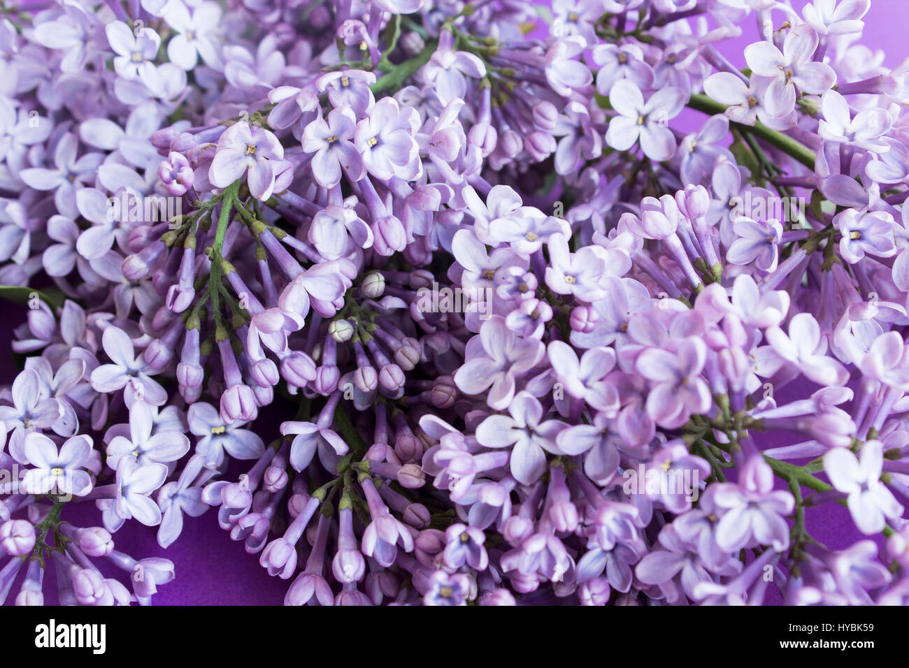 Purple Lilacs Close Up on a Purple Background Stock Photo - Alamy