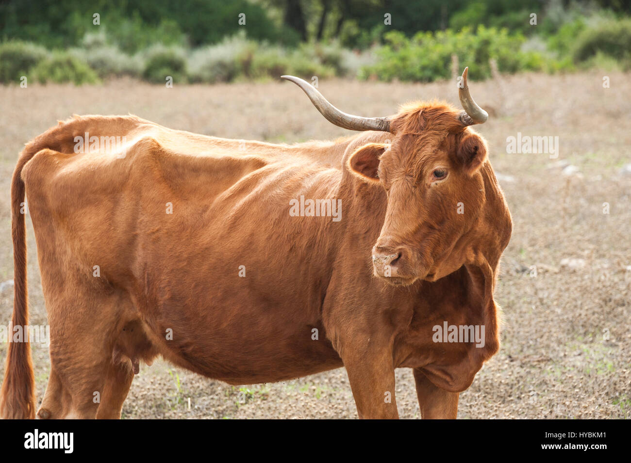 Cattle spain hi-res stock photography and images - Alamy