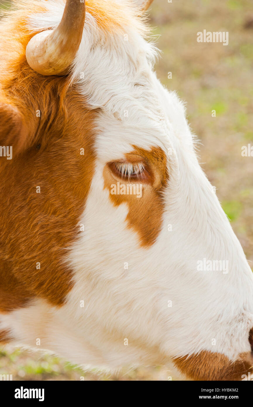 Cow face hi-res stock photography and images - Alamy
