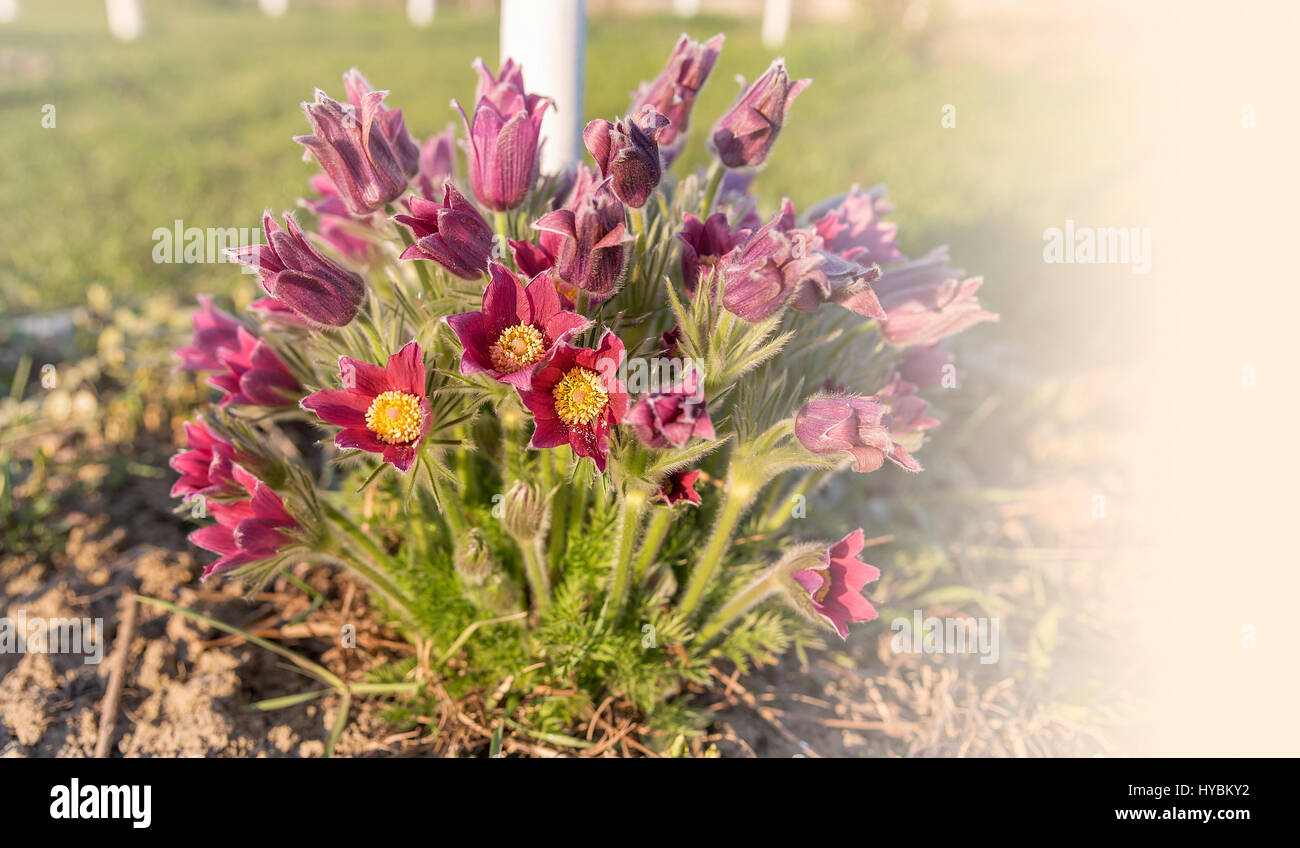 Dream herb. Flower bush in the spring garden Stock Photo - Alamy