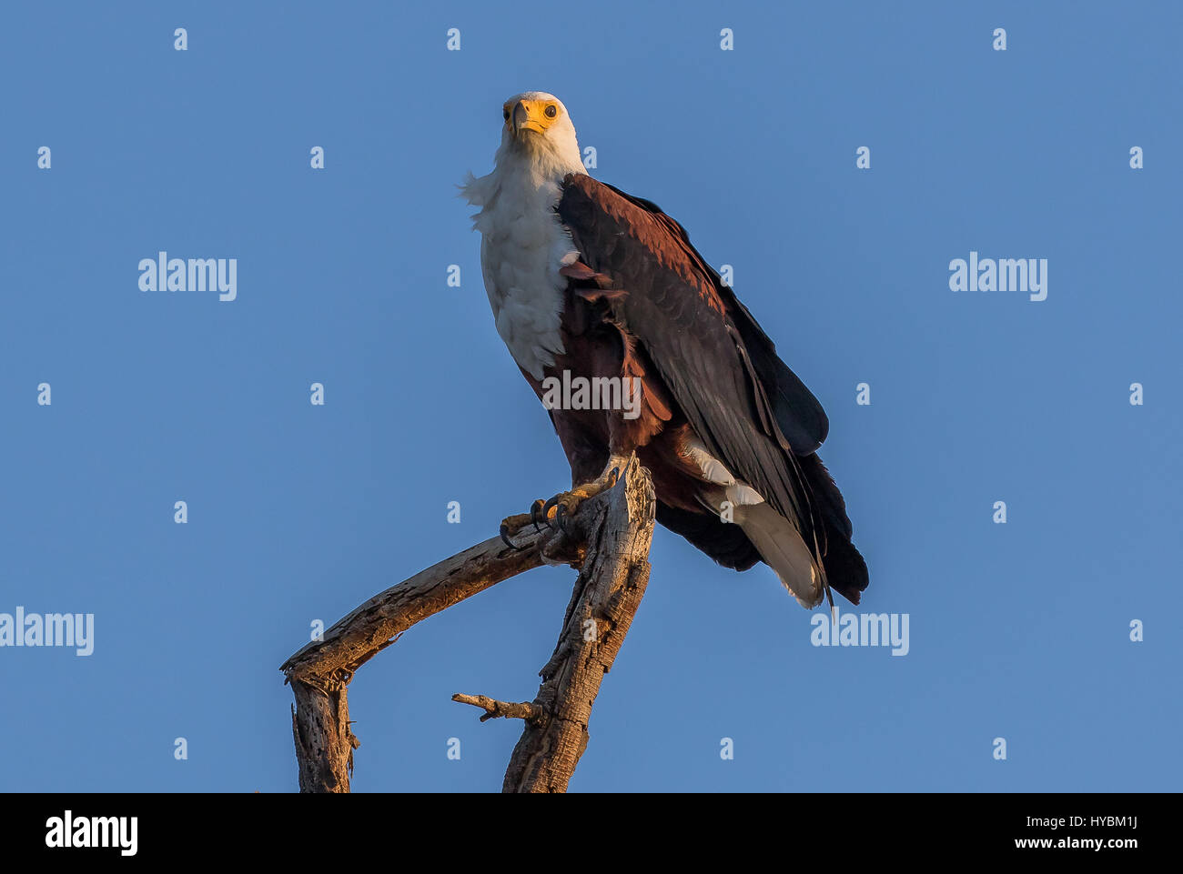Crescent and eagle hi-res stock photography and images - Alamy
