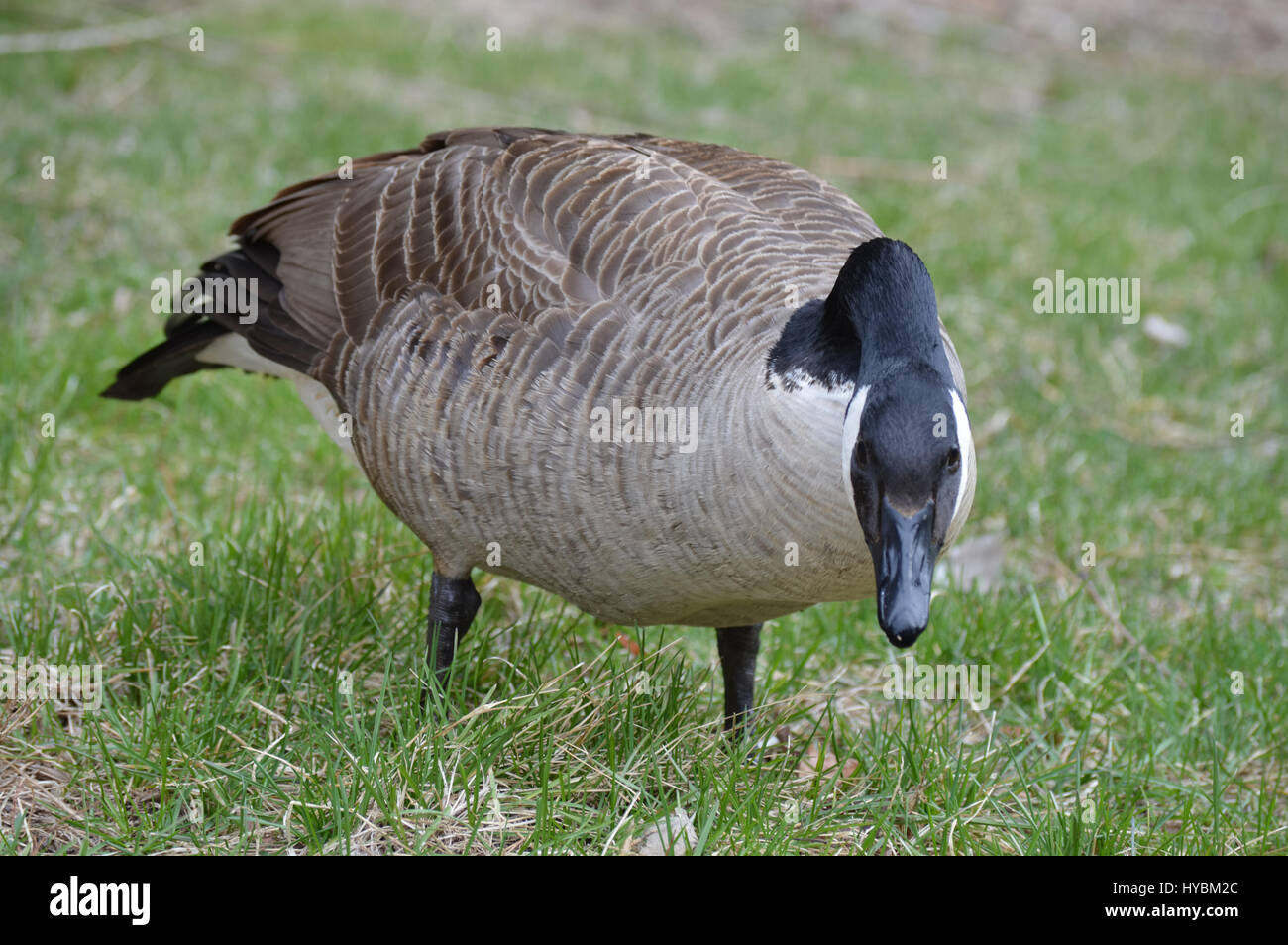 One geese hi-res stock photography and images - Alamy