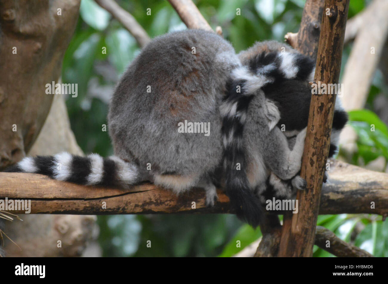 Ring Tailed Lemur Stock Photo - Alamy