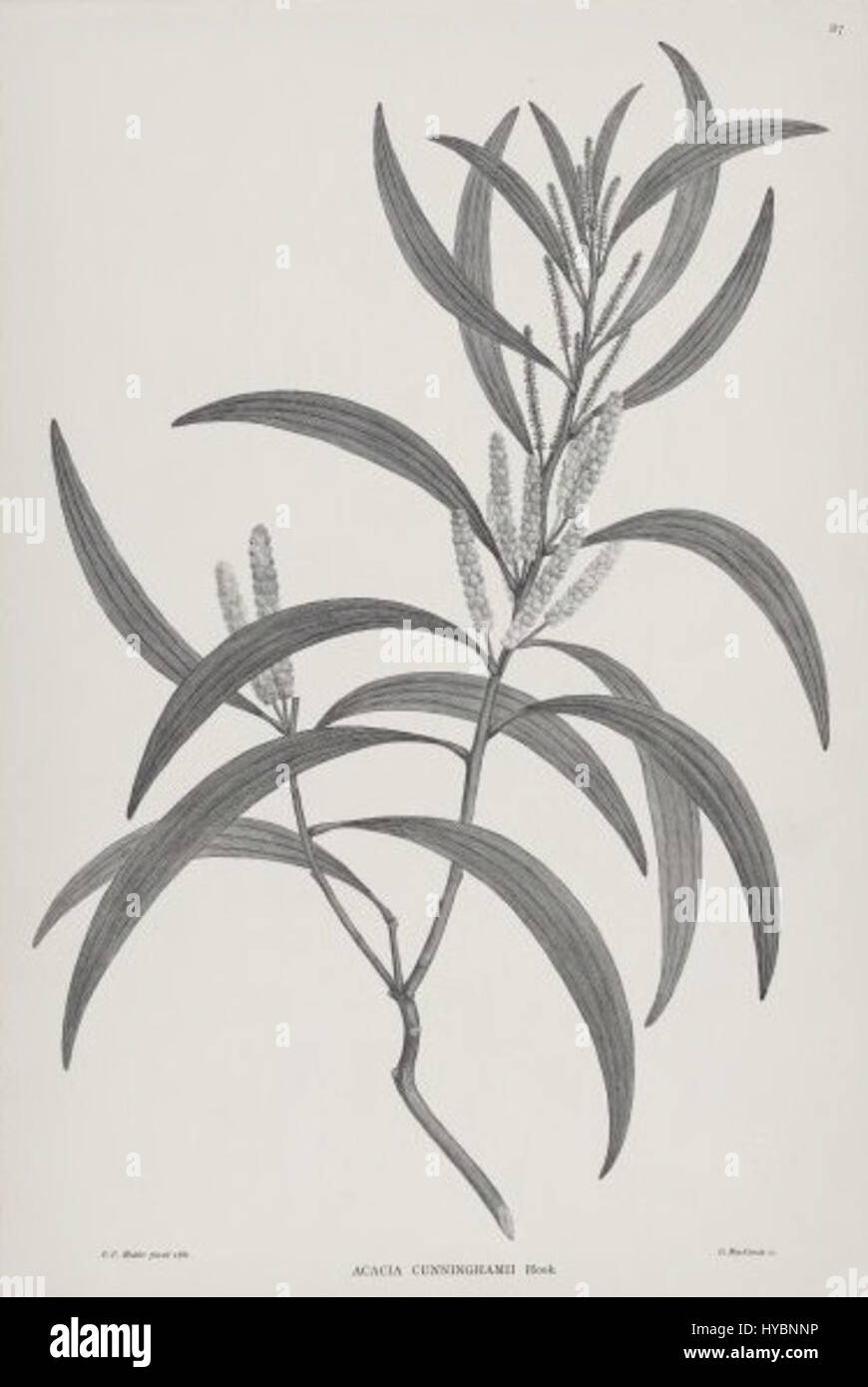 Acacia cunninghamii, also known as the Australian wattle, is depicted ...