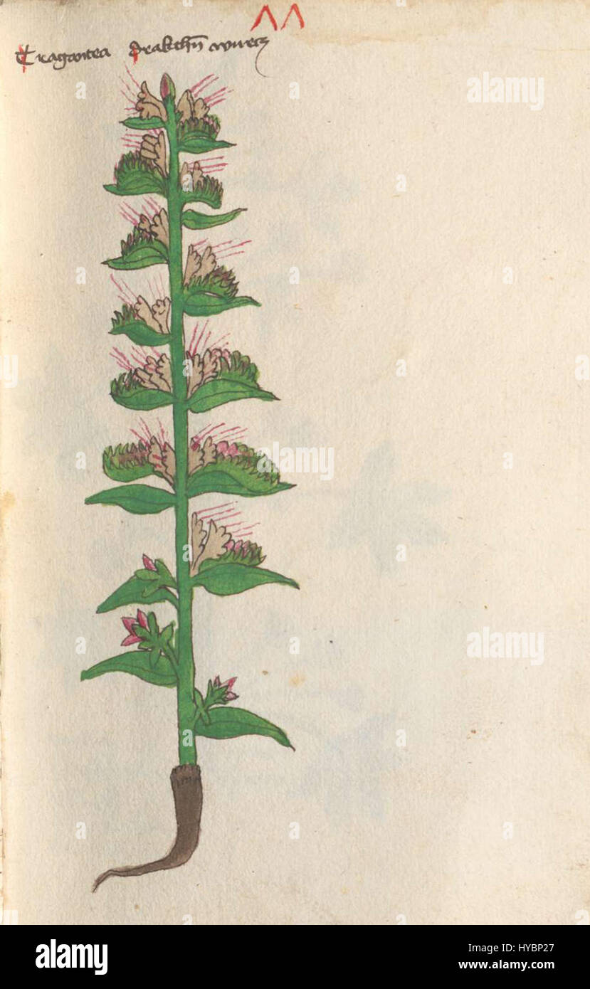 Drachenwurz (Dragon Root) is a plant native to Europe and Asia, known ...