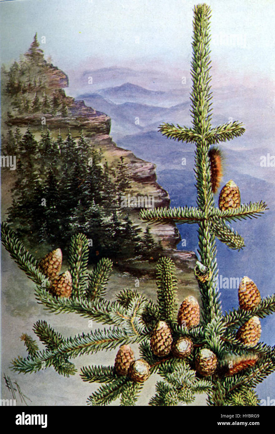 'Abies frasieri' refers to Fraser Fir, a species of evergreen tree ...