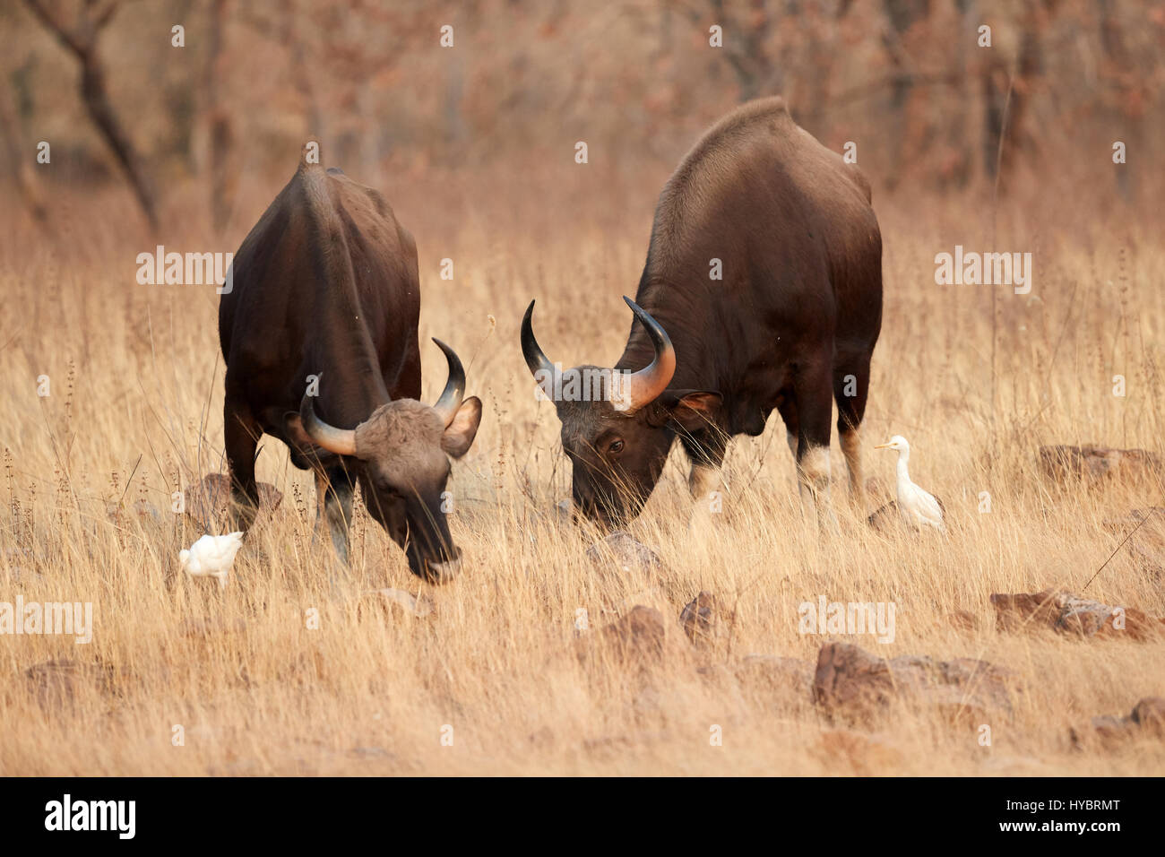 The gaur (Bos gaurus), also called Indian bison, is the largest extant ...