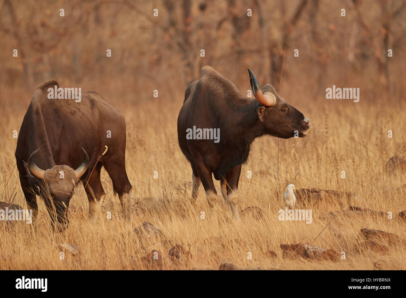 The gaur (Bos gaurus), also called Indian bison, is the largest extant ...