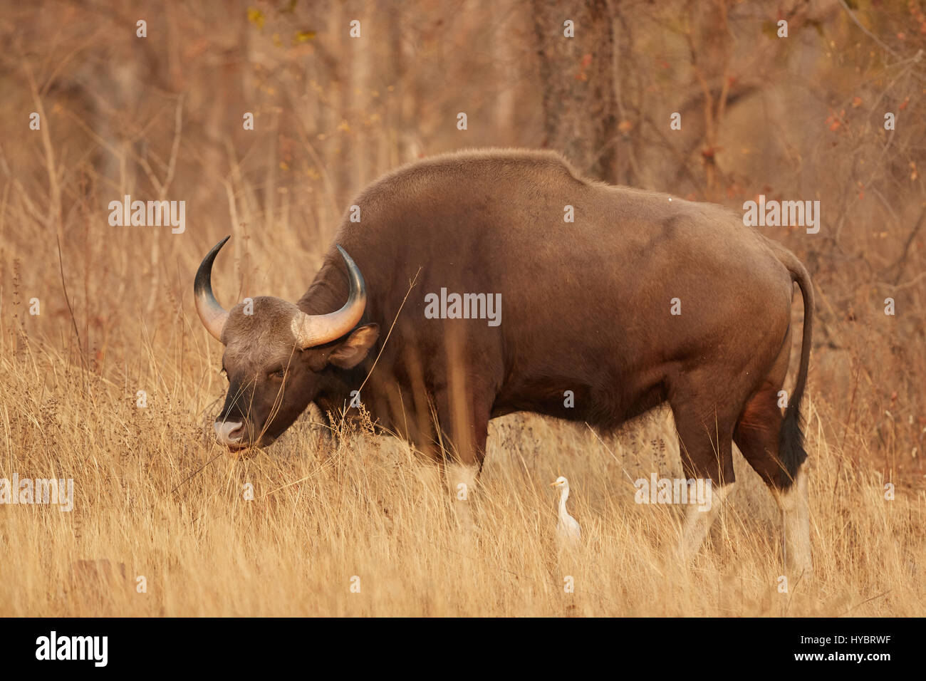 The gaur (Bos gaurus), also called Indian bison, is the largest extant ...