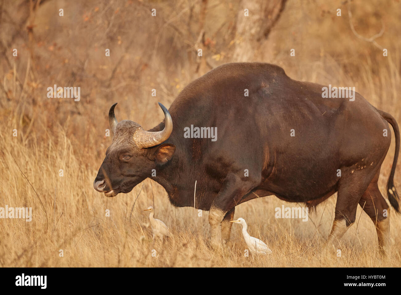 The gaur (Bos gaurus), also called Indian bison, is the largest extant ...