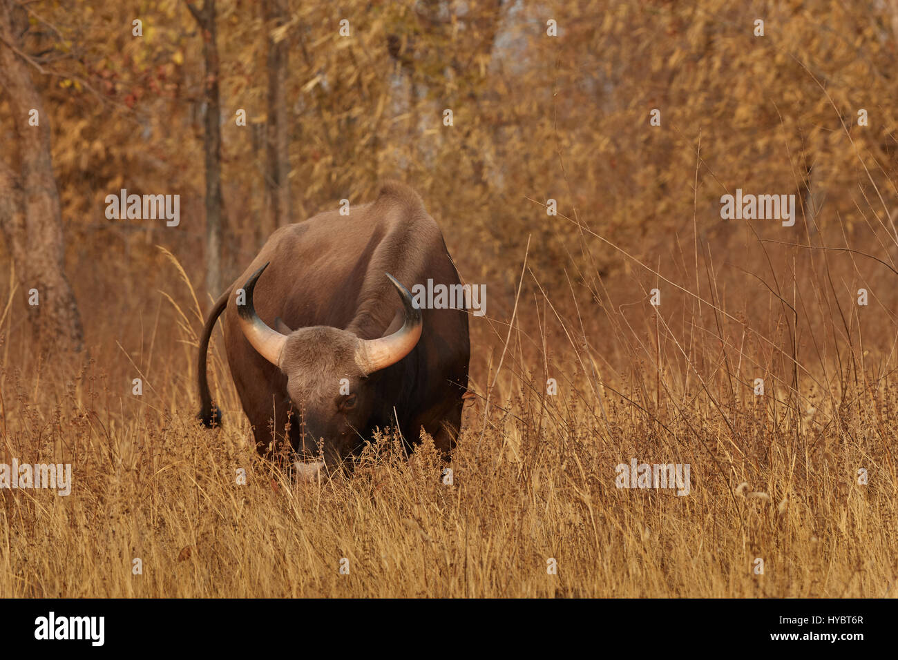 The gaur (Bos gaurus), also called Indian bison, is the largest extant ...