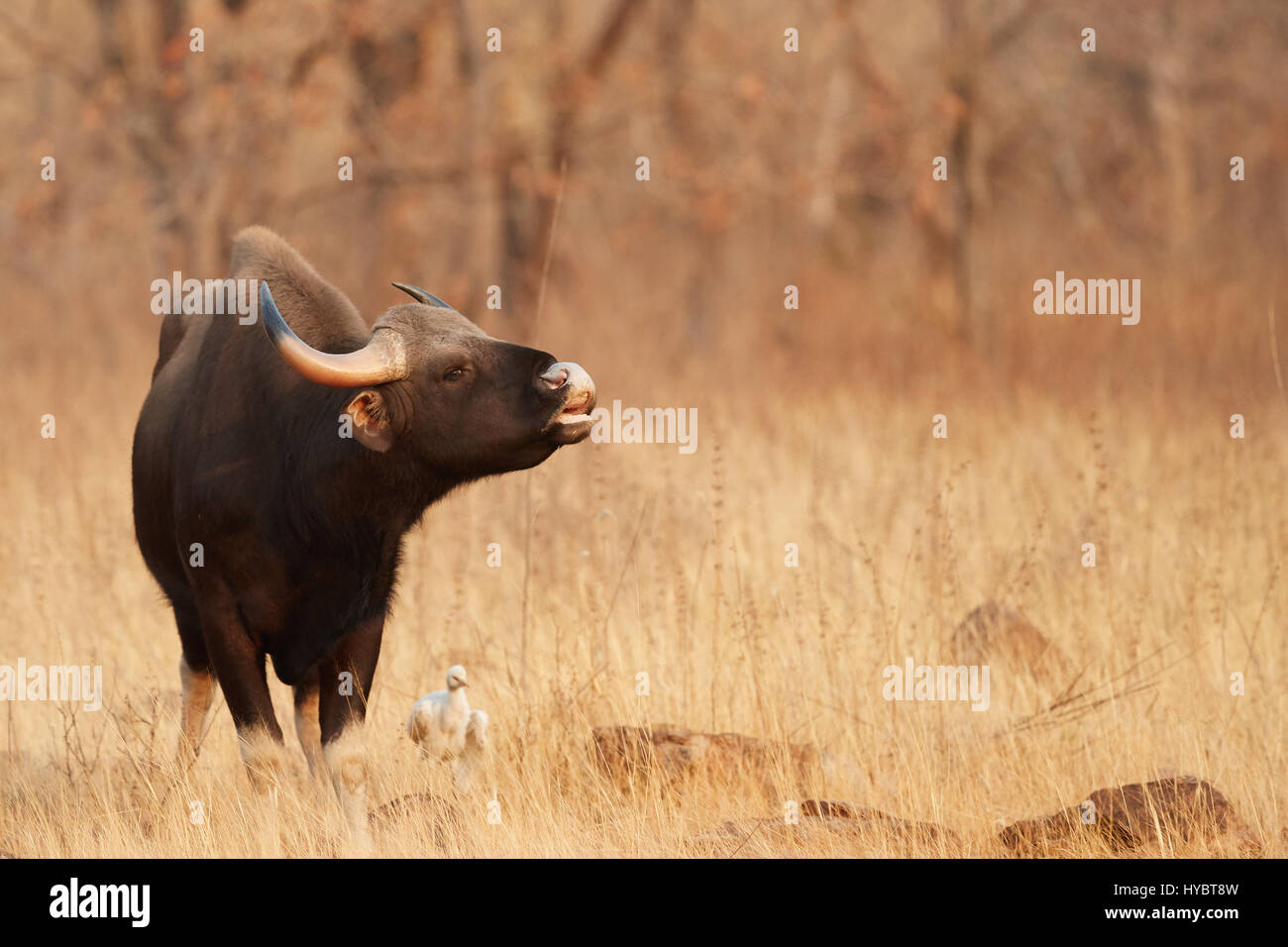 The gaur (Bos gaurus), also called Indian bison, is the largest extant ...