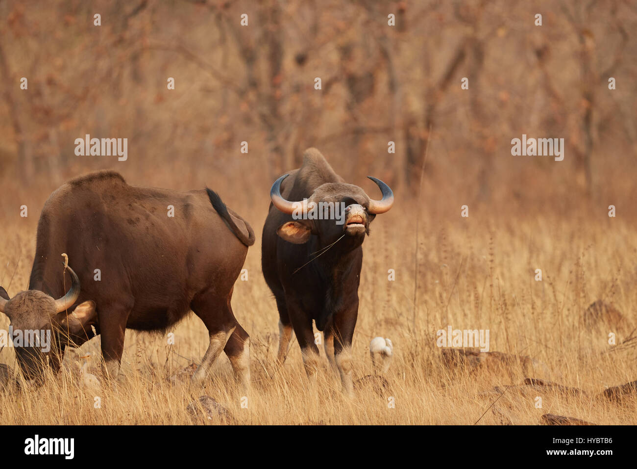 The gaur (Bos gaurus), also called Indian bison, is the largest extant ...