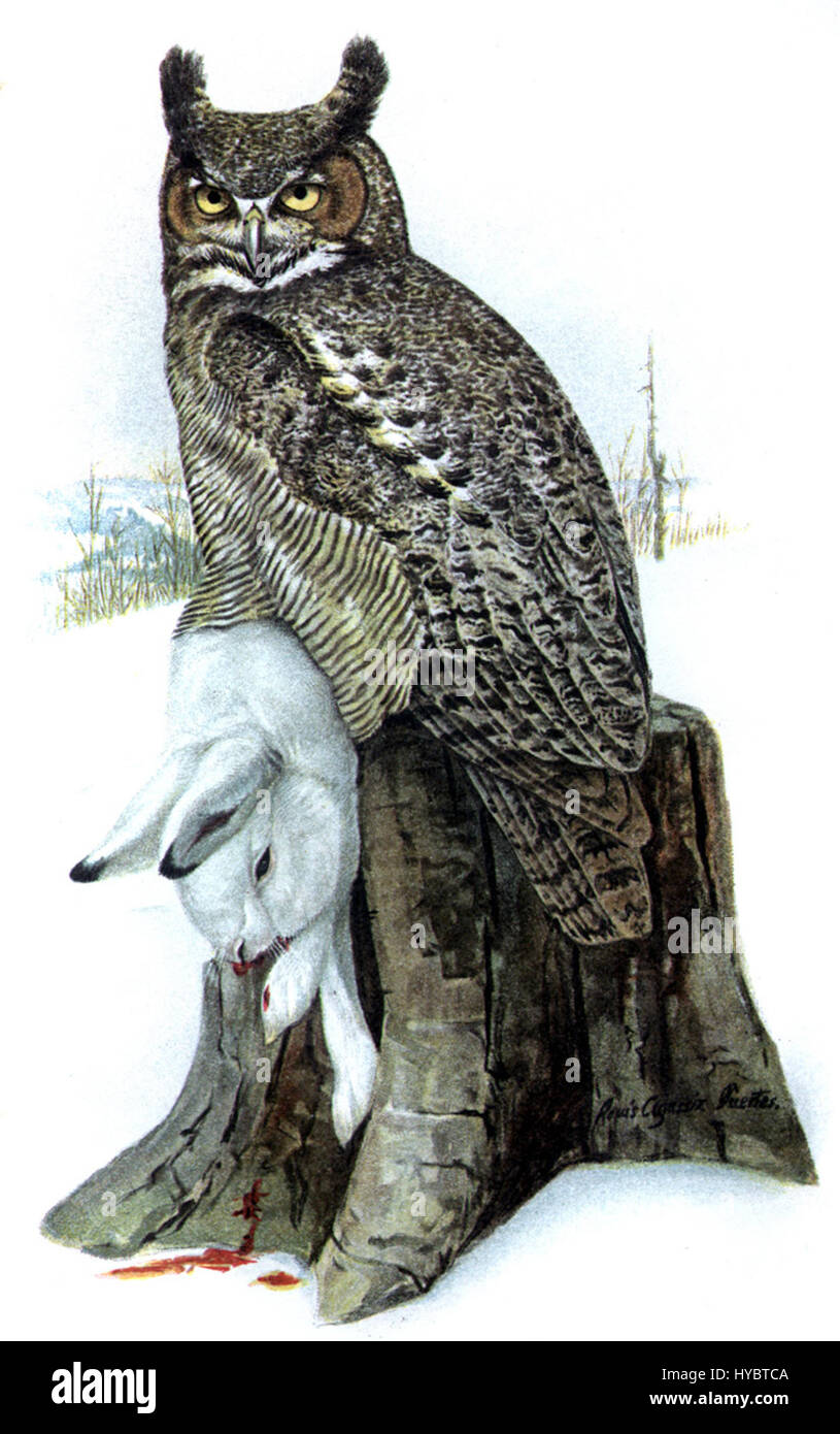 Owl taxonomy Cut Out Stock Images & Pictures - Alamy