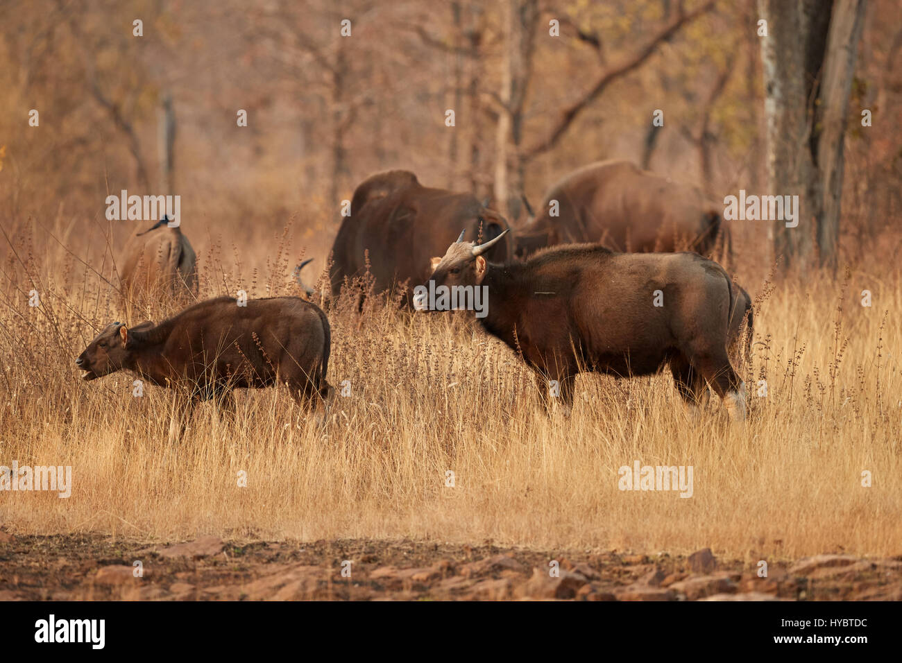 The gaur (Bos gaurus), also called Indian bison, is the largest extant ...