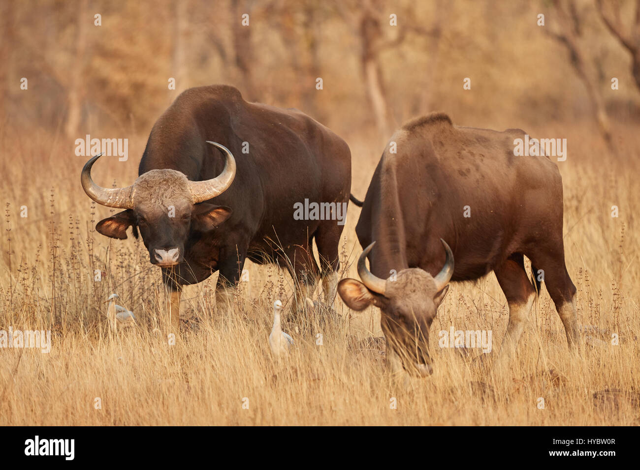 The gaur (Bos gaurus), also called Indian bison, is the largest extant ...