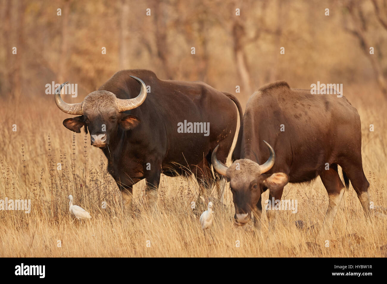 The gaur (Bos gaurus), also called Indian bison, is the largest extant ...