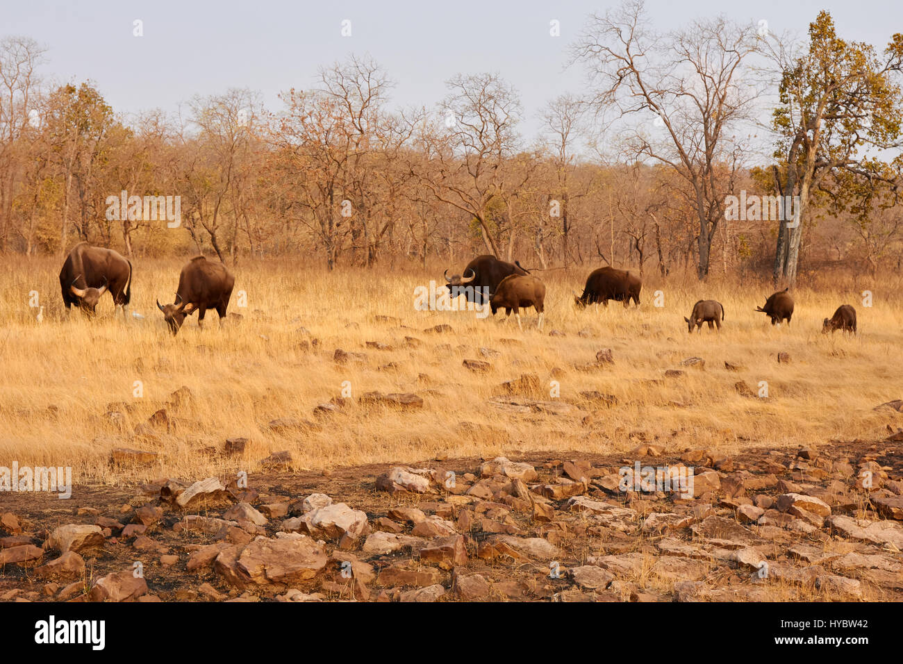 The gaur (Bos gaurus), also called Indian bison, is the largest extant ...