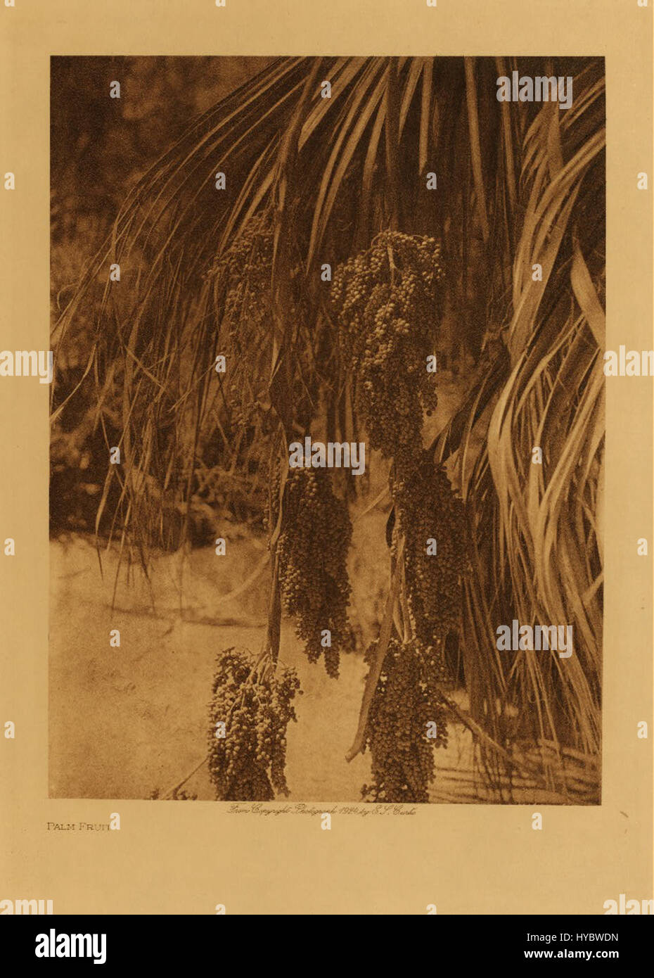 The Edward S. Curtis collection includes photographs such as 'Palm ...