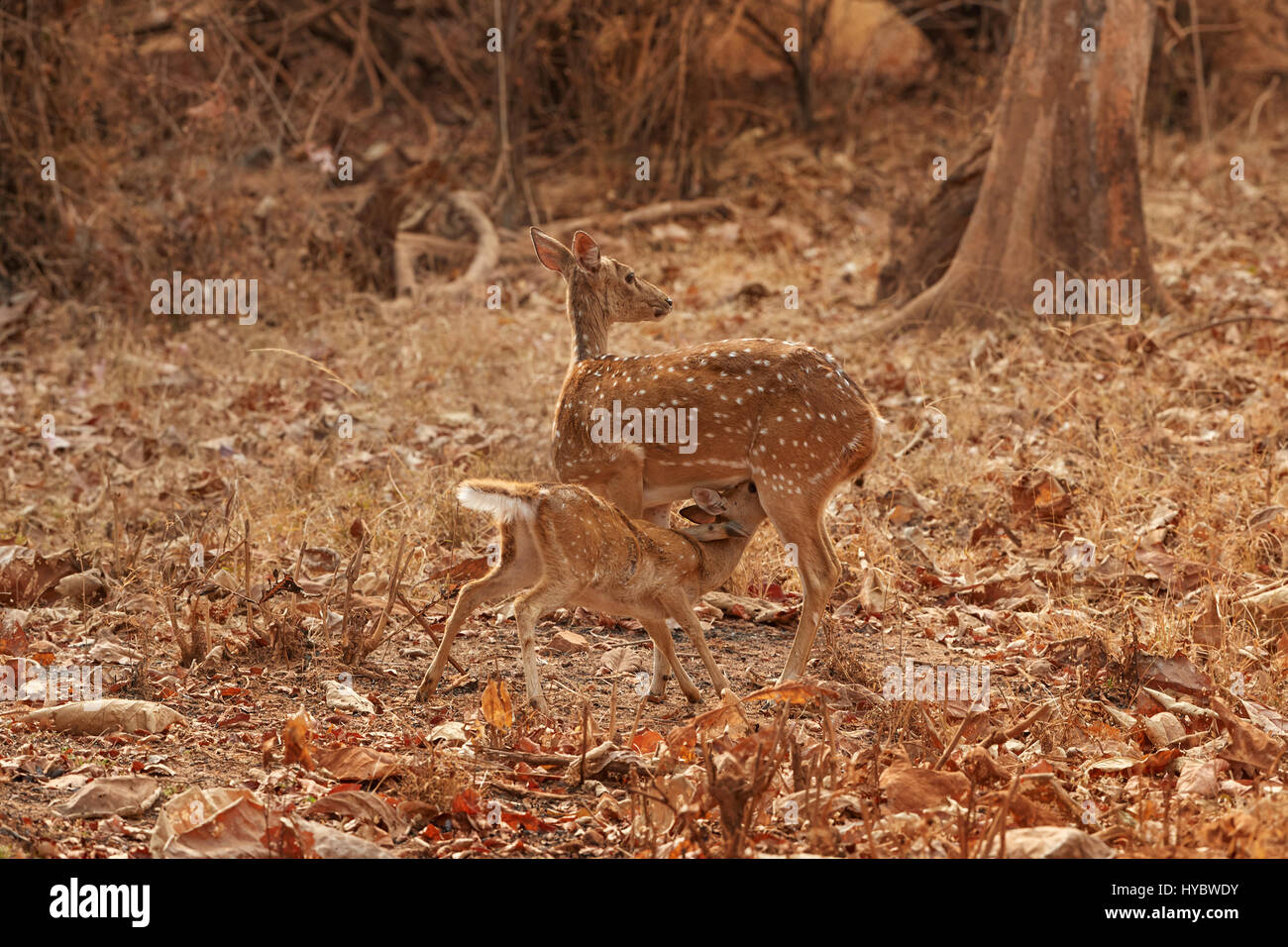 Chital running hi-res stock photography and images - Alamy