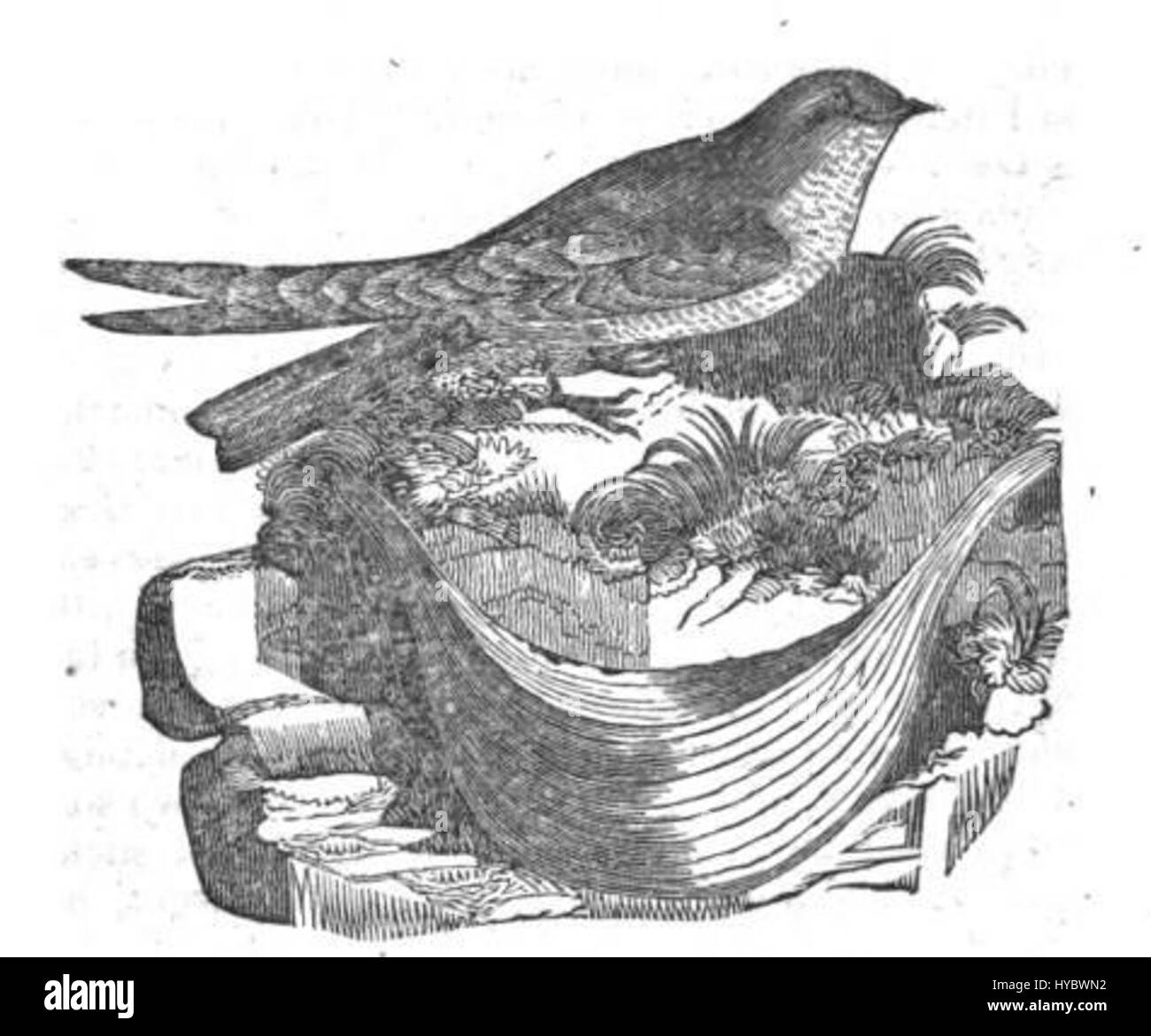 Plant based food Black and White Stock Photos & Images - Alamy