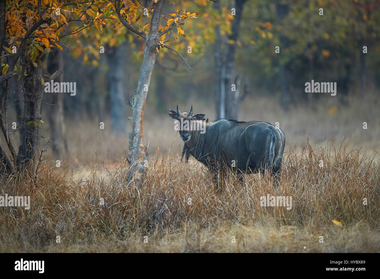 Nilgai (Boselaphus tragocamelus), also known as the nilgau or blue bull ...