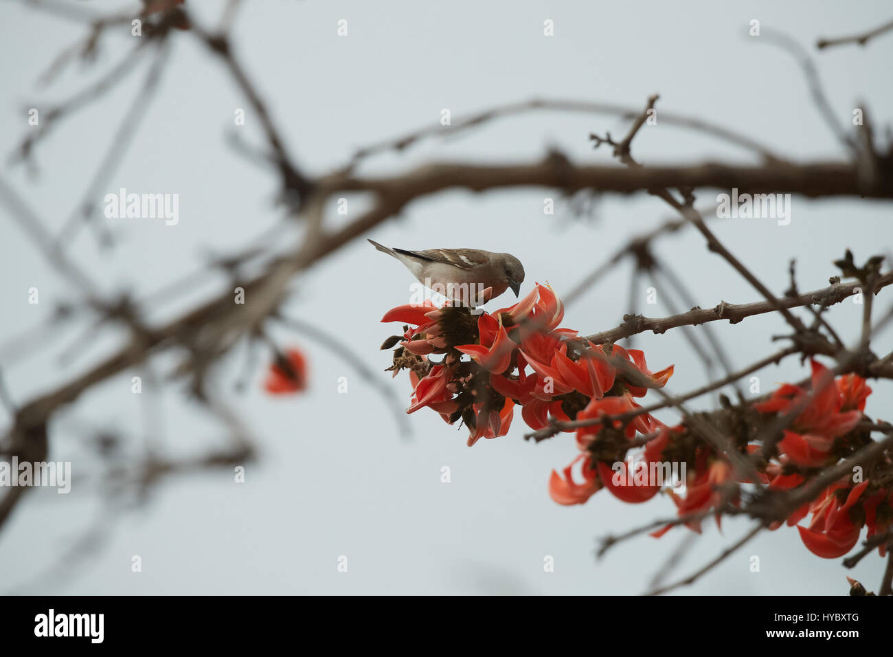 Chestnut shouldered petronia hi-res stock photography and images - Alamy