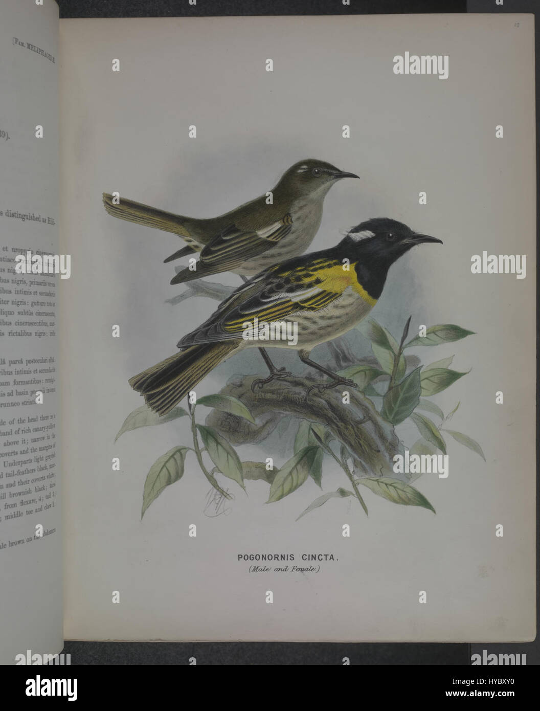 Illustration from history birds hi-res stock photography and images - Alamy