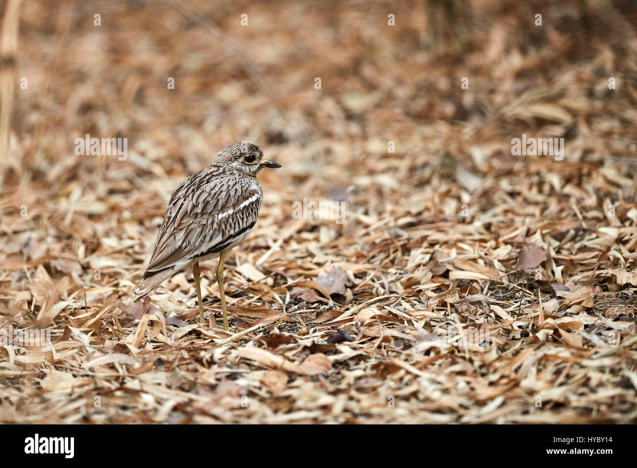 Beautiful bird, Indian Thick-knee, Eurasian Thick-knee, Eurasian Stone ...