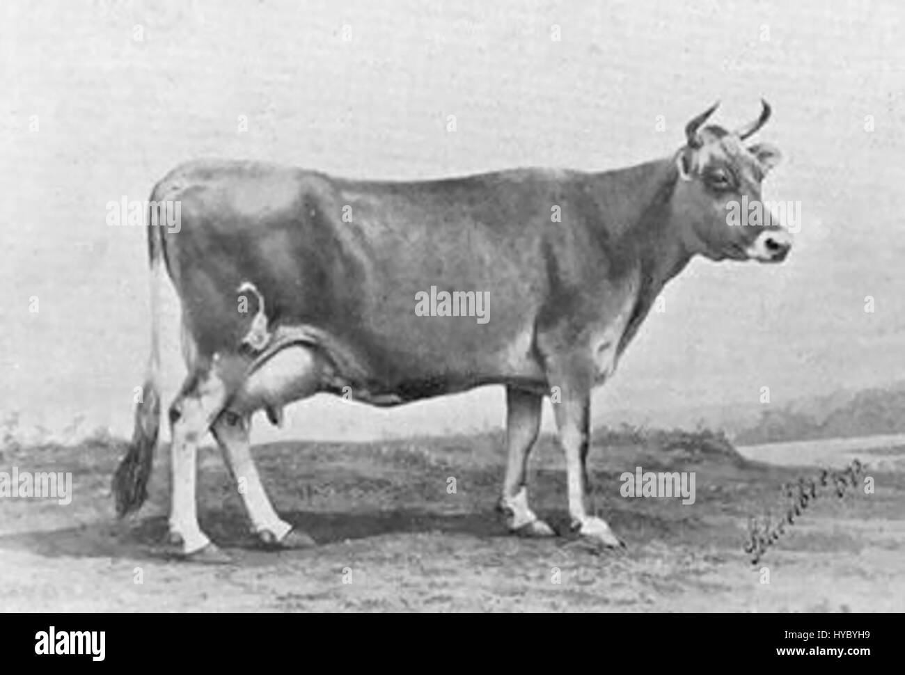 The 'Lily Flag' photograph from the 1893 World's Columbian Exposition ...