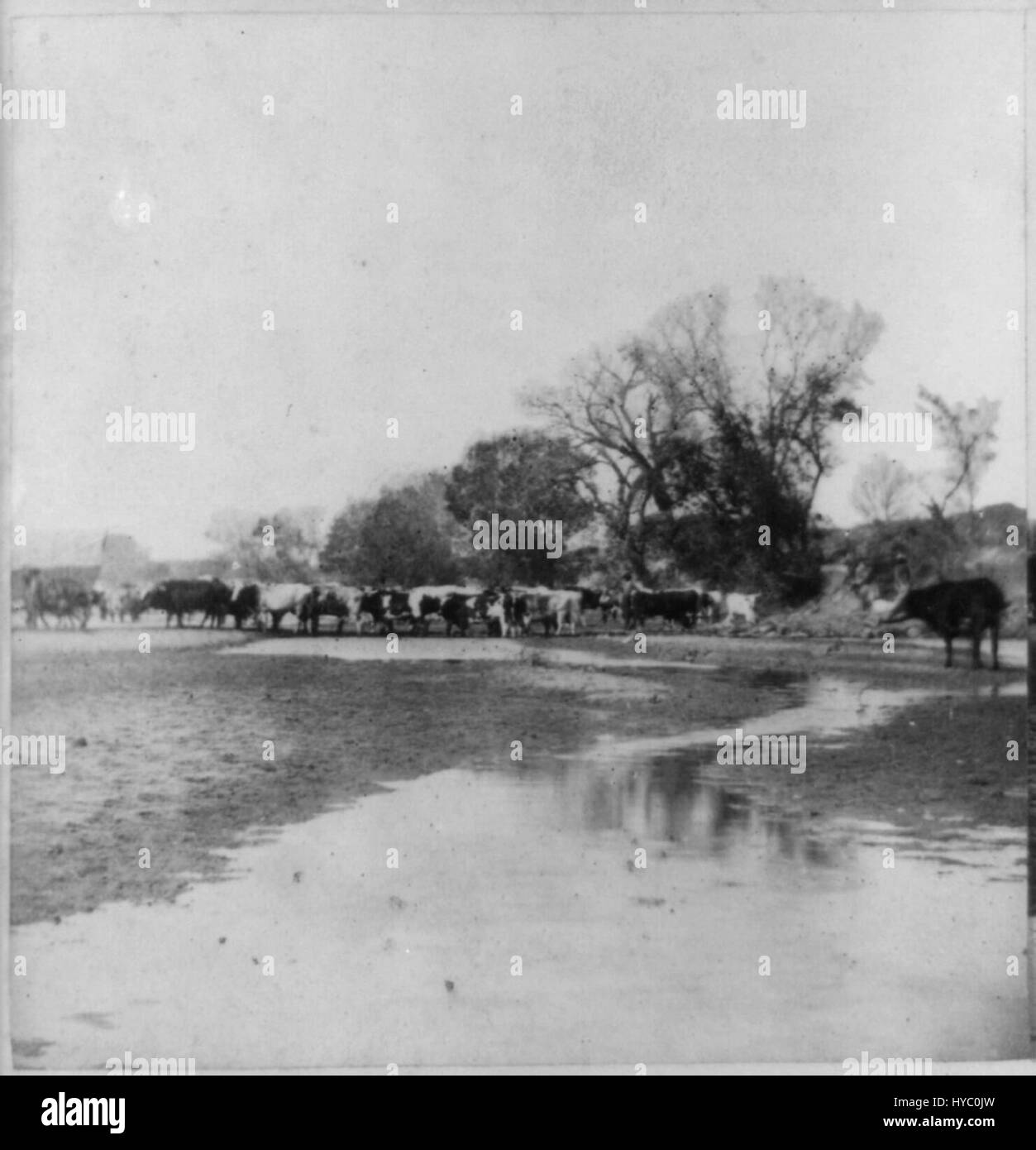 Cattle drive 19th century hi-res stock photography and images - Alamy
