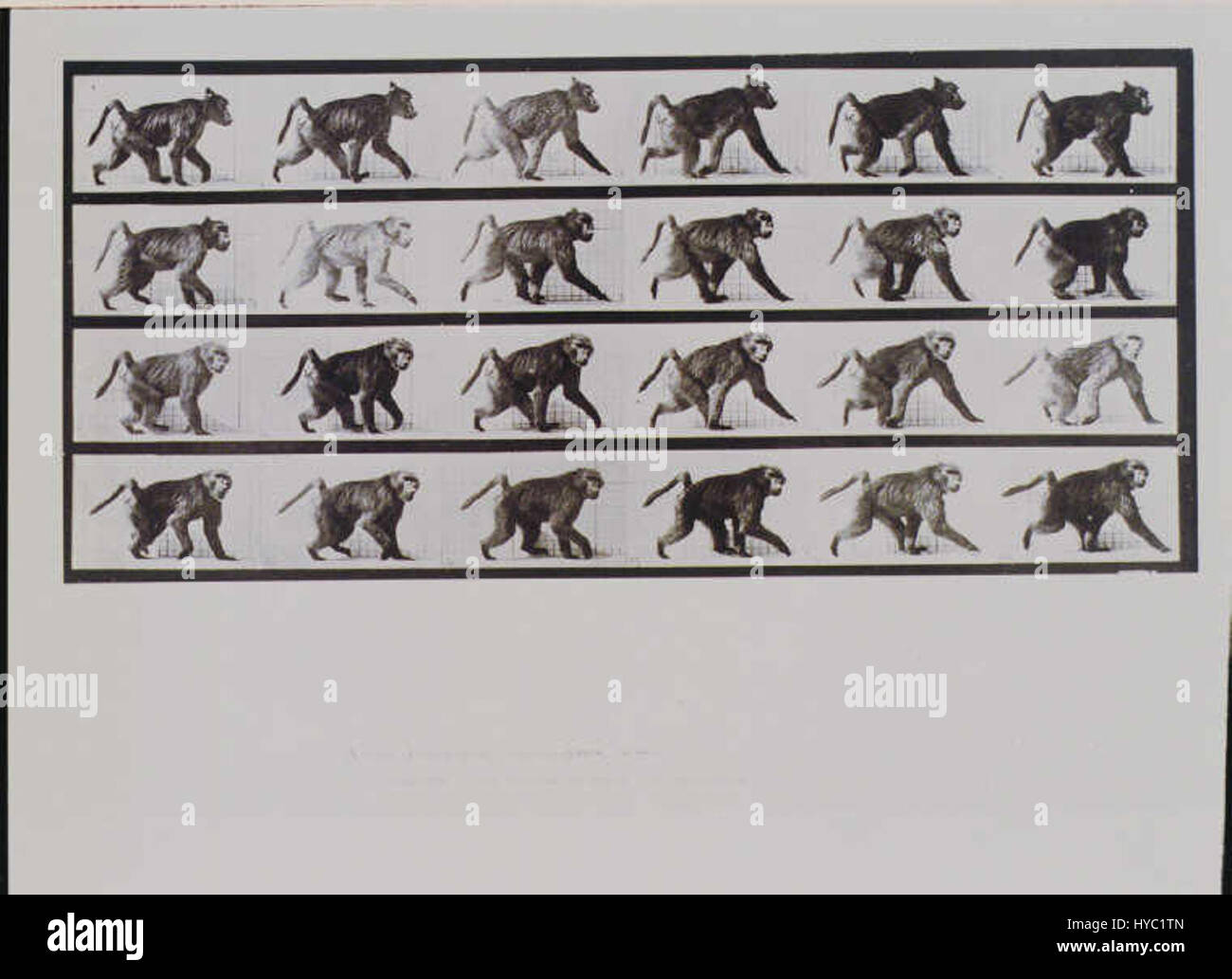 'Baboon the walk' captures the natural behavior of a baboon in the wild ...