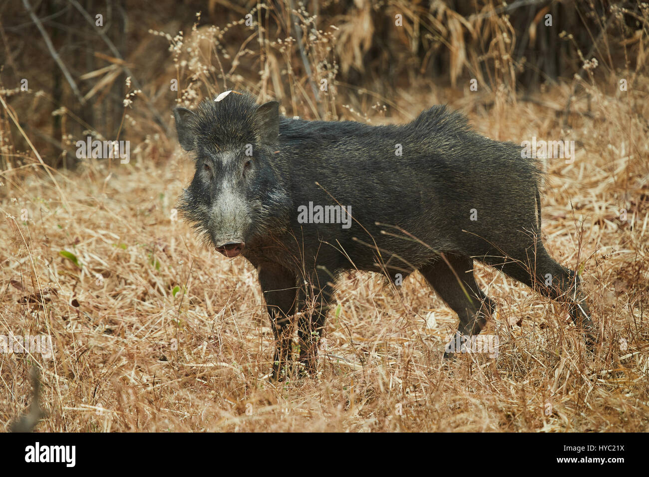 Portrait of a huge wild boar in the forest to rot walking on autumn ...