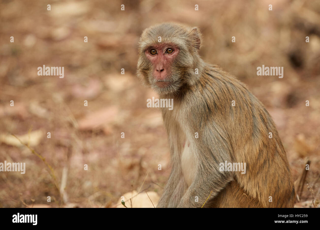 Rhesus macaque in close-up during natural behavior Stock Photo - Alamy