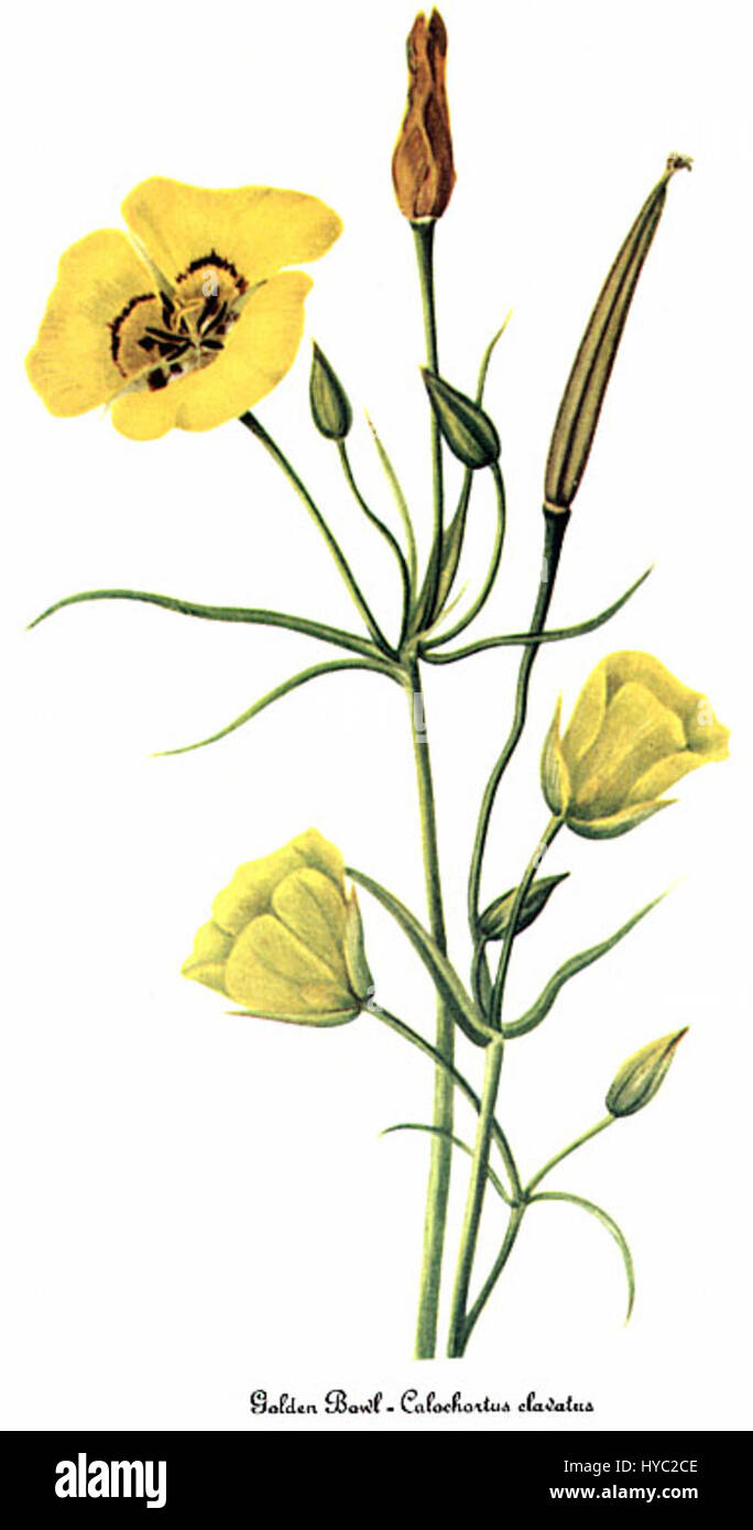 Mary Vaux Walcott’s botanical illustration of Calochortus clavatus ...