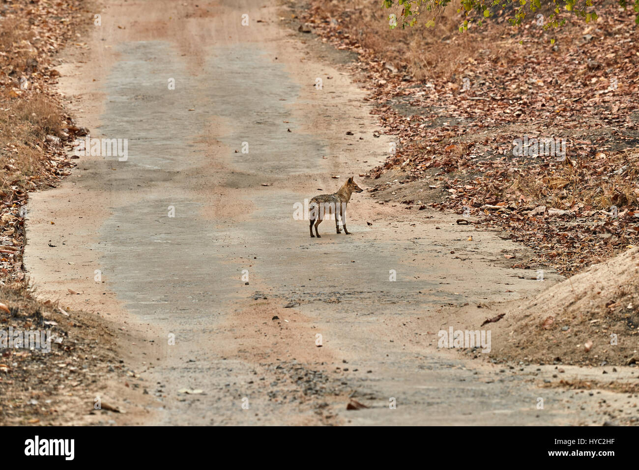 Close-up wildlife photo of Canis aureus indicus, Indian jackal ...