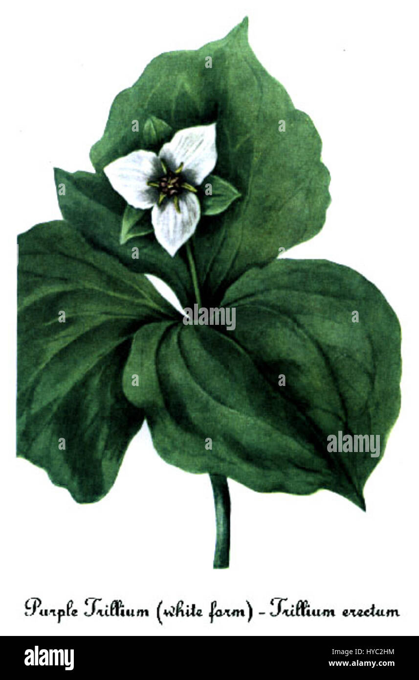 This botanical illustration of Trillium erectum by Mary Vaux Walcott ...