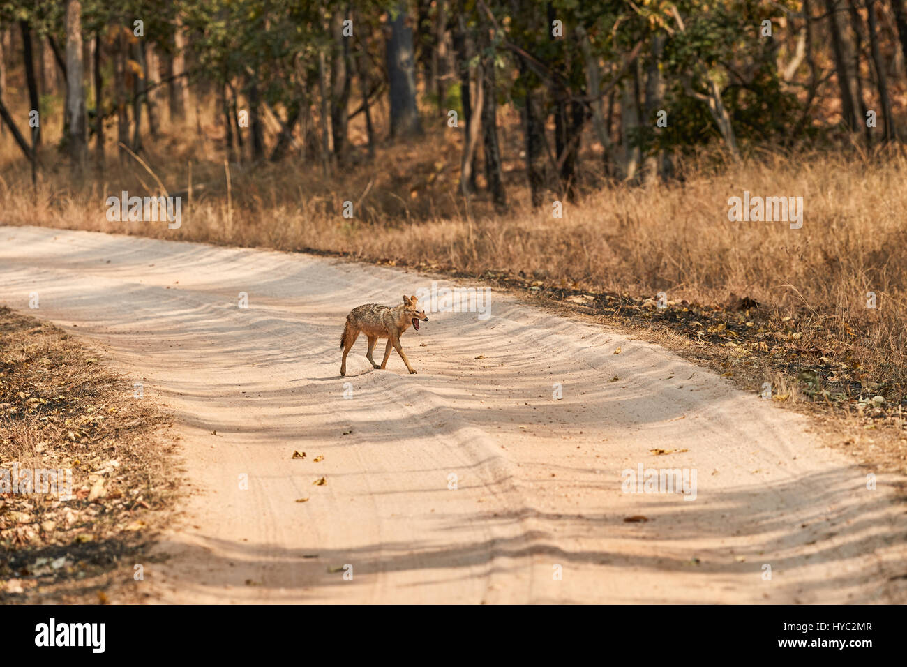 Close-up wildlife photo of Canis aureus indicus, Indian jackal ...