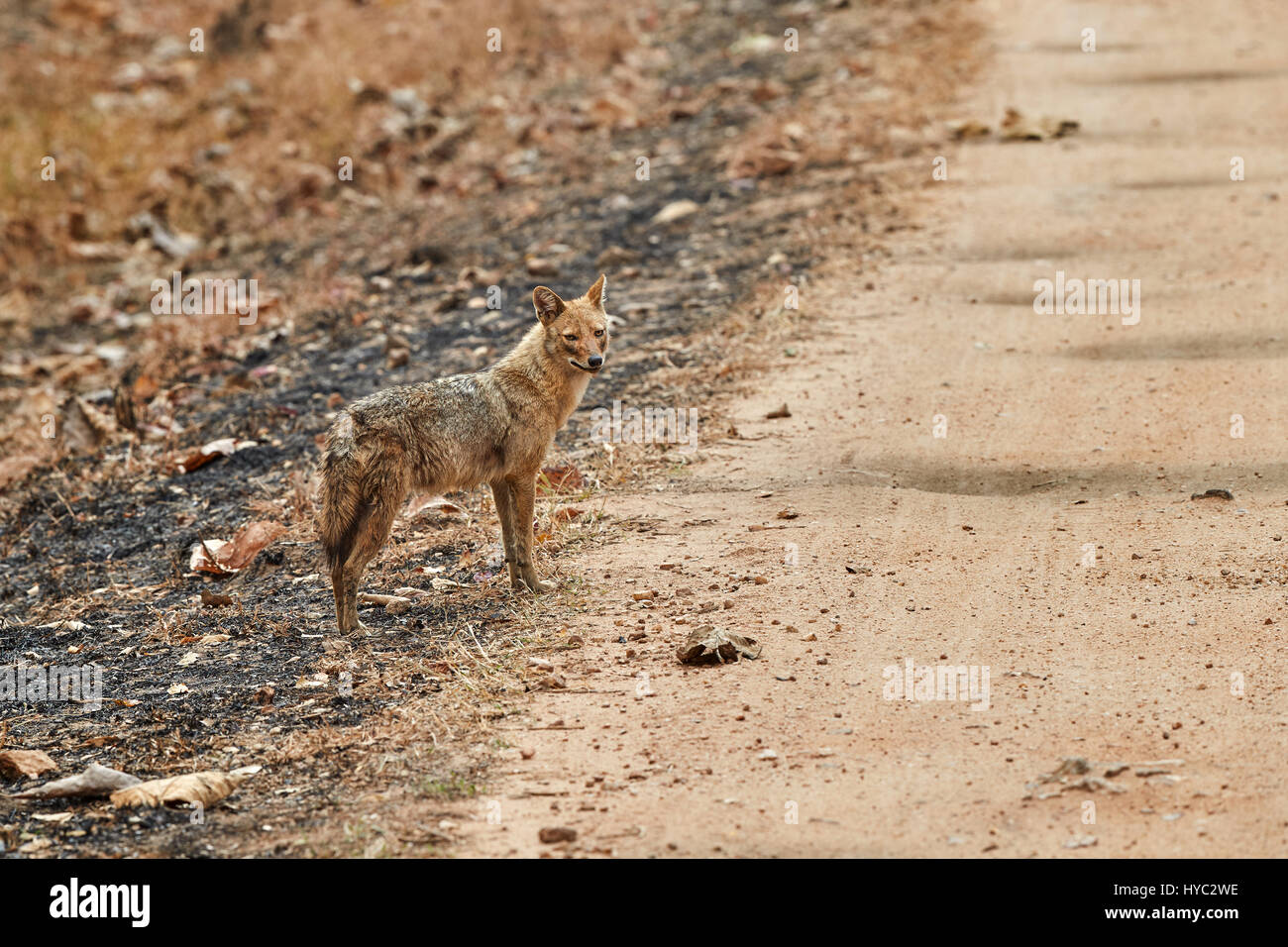 Close-up wildlife photo of Canis aureus indicus, Indian jackal ...