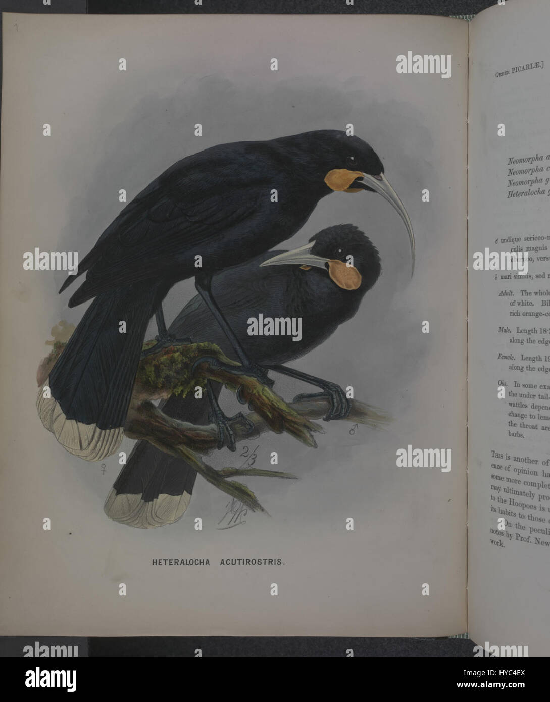 'History of the Birds of New Zealand,' first edition, is a pioneering ...