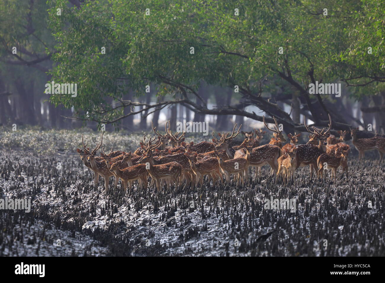 Mangrove Forest Animals