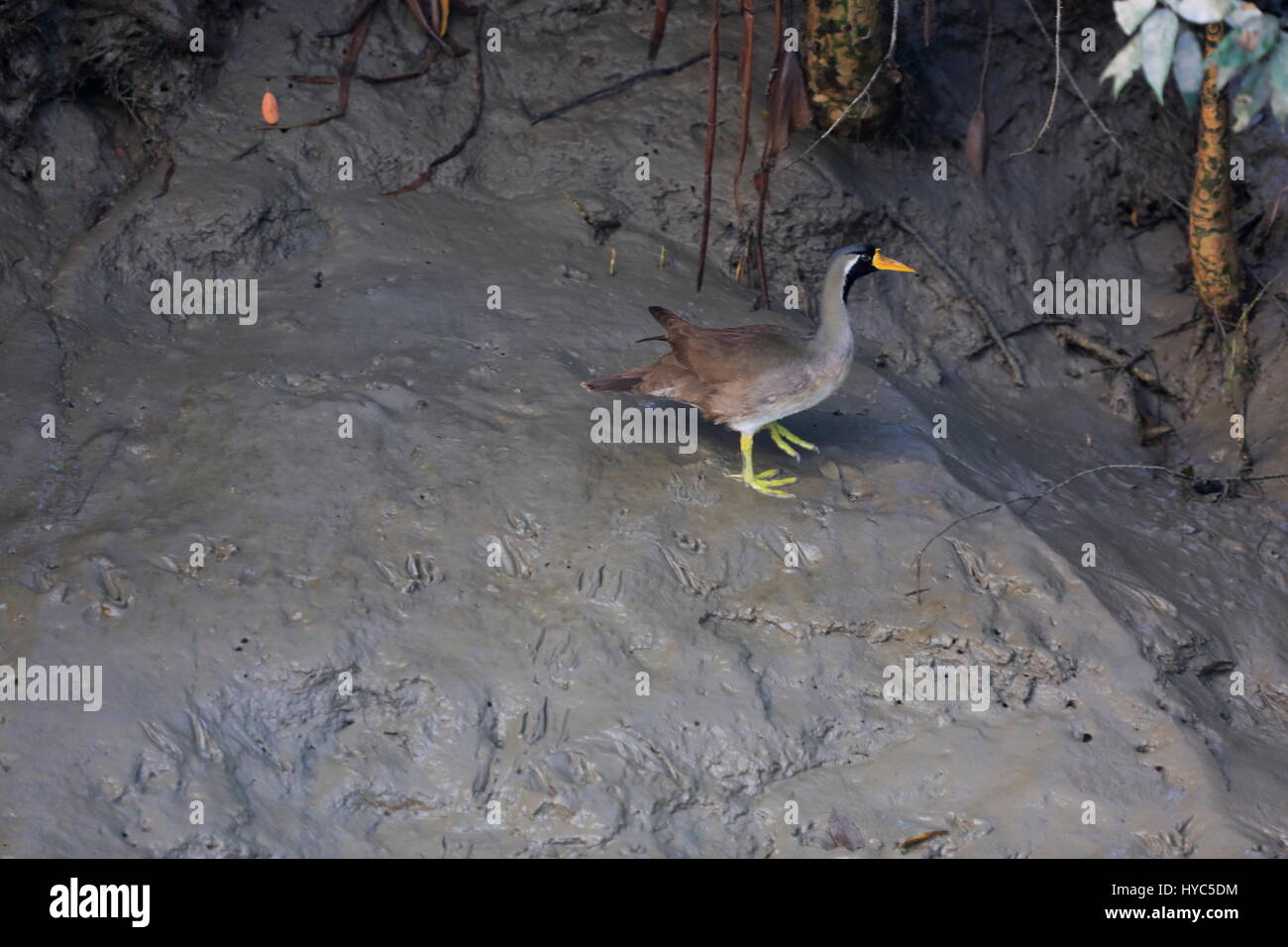 Masked finfoot locally called Goylahash at the Sundarbans, Bangladesh ...