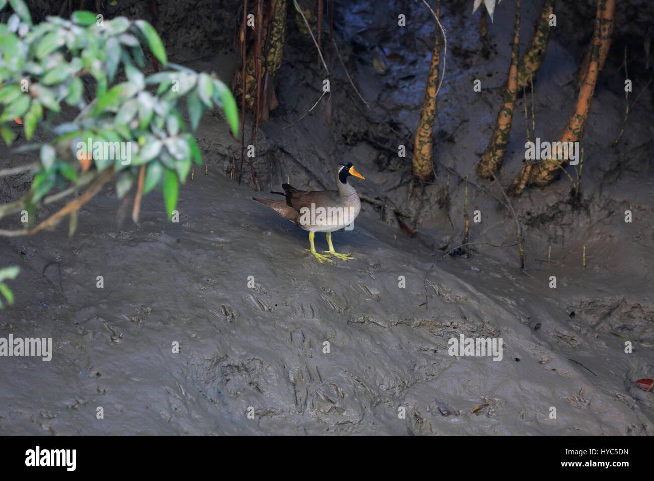 Masked finfoot locally called Goylahash at the Sundarbans, Bangladesh ...