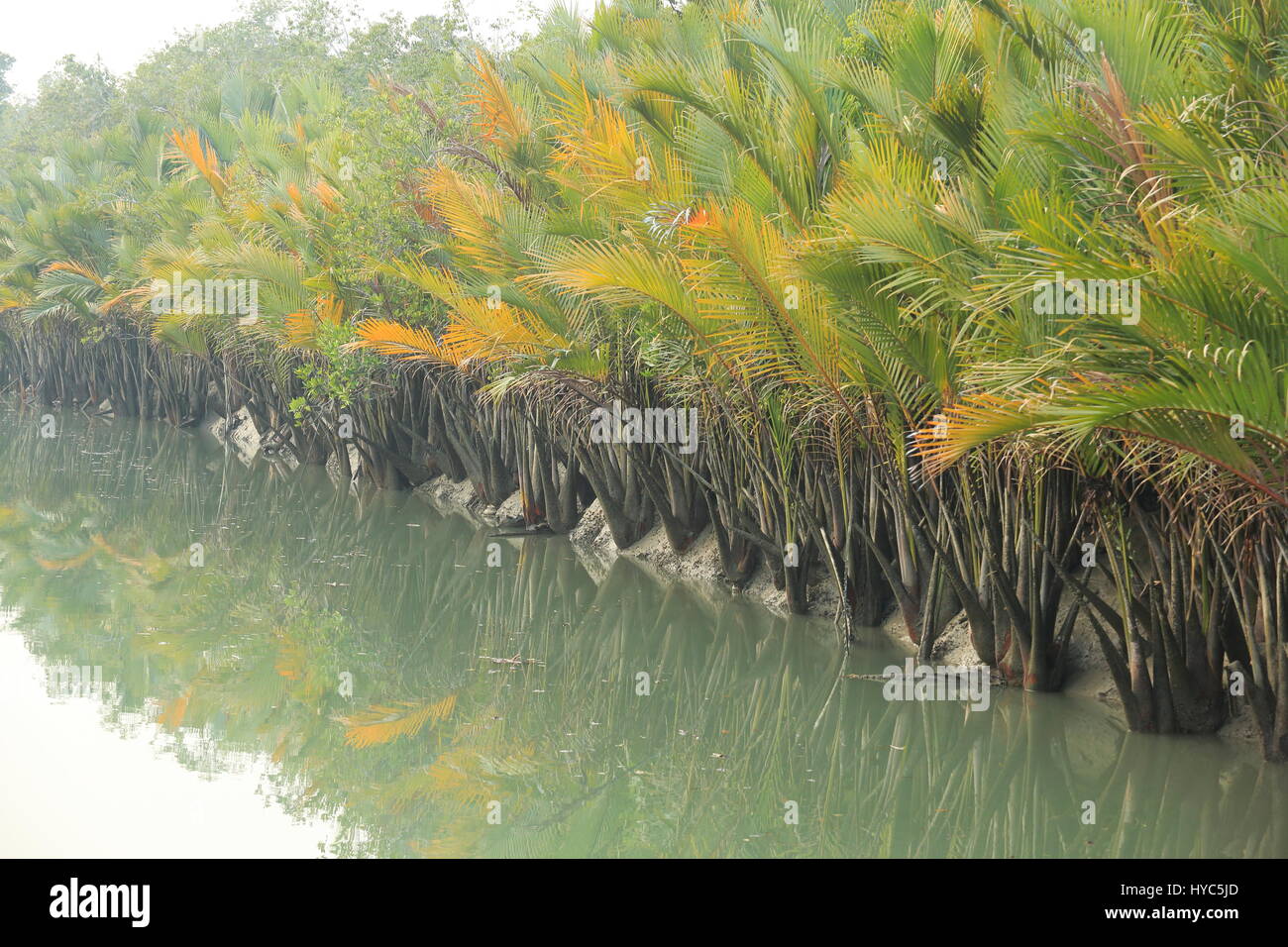 Nipah palm trees, also known as "golpata", in the Sundarbans, Bagerhat ...